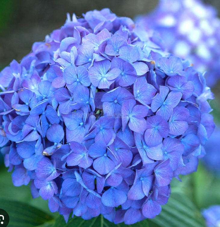 Products – EdenPostalPlants