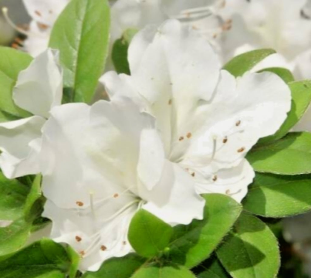 Azalea Mount Everest 1 ltr – EdenPostalPlants